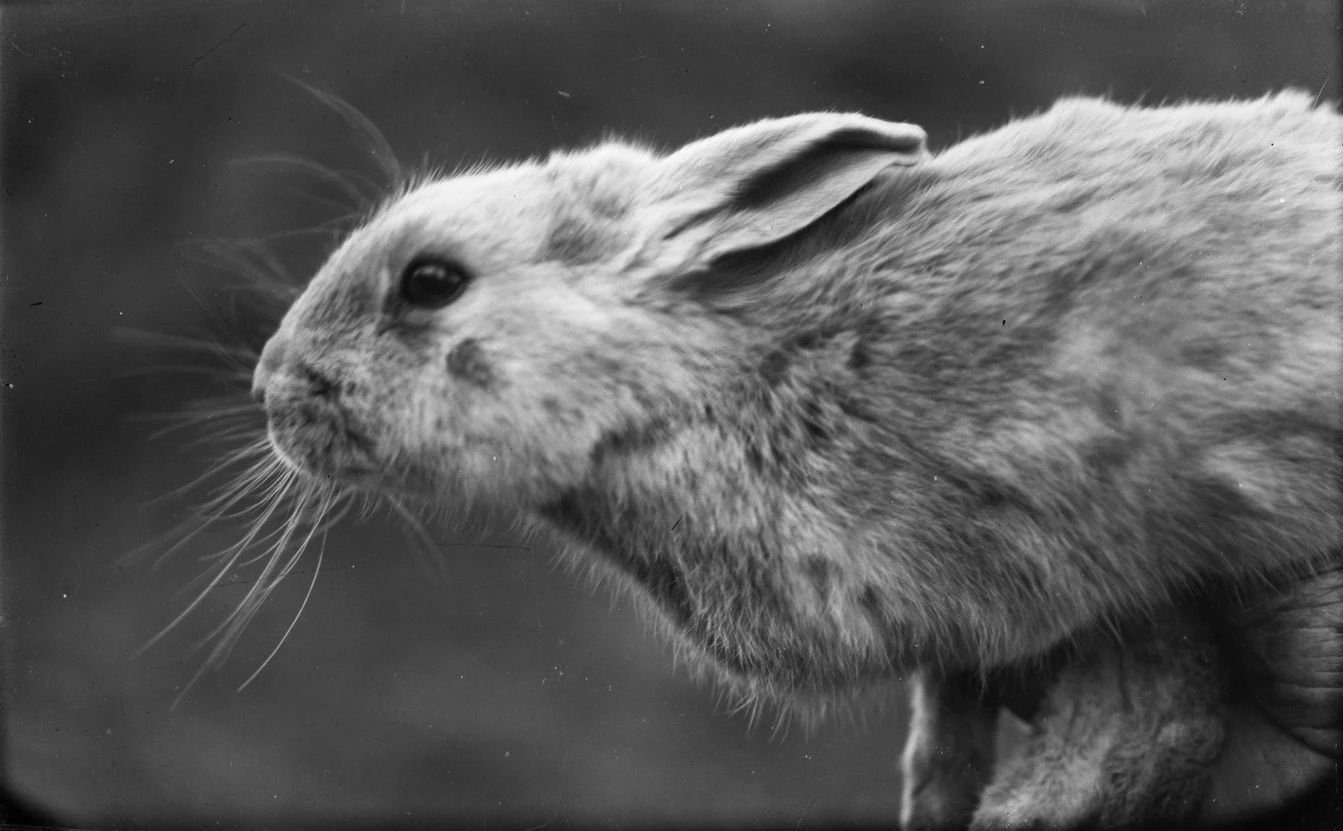 The Rabbit Slaughter Industry: Part One, History — Out of The Pocket ...