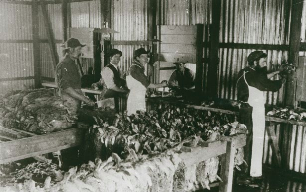 The Rabbit Slaughter Industry: Part One, History — Out of The Pocket ...