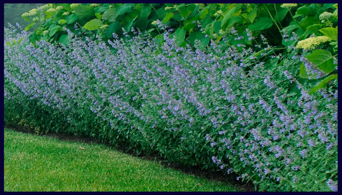 5 Common Landscaping Mistakes You Need To Know About