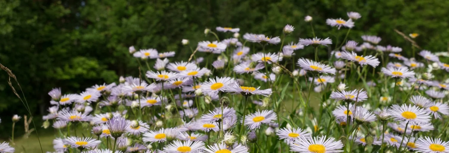 2025 Growing List — Kimberley Nurseries grower and wholesaler of high ...