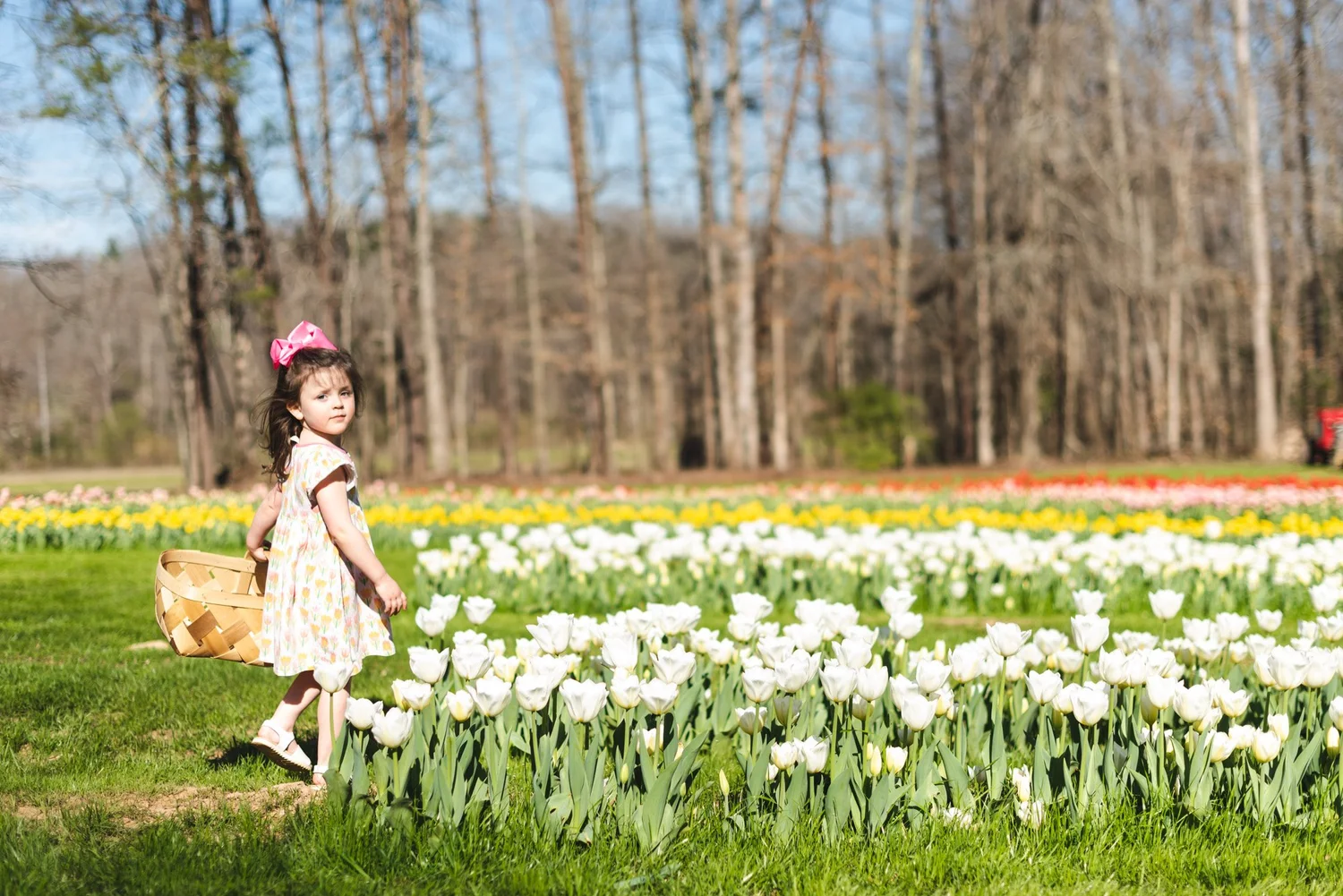 Thompson Farms — Thompson Family Farms - U-Pick Flowers