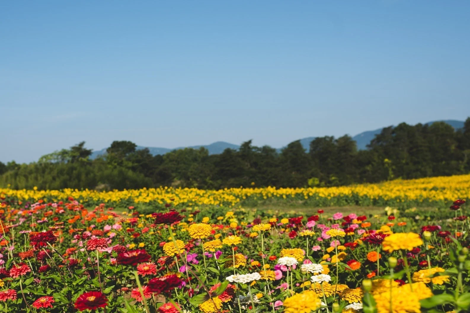Thompson Family Farms