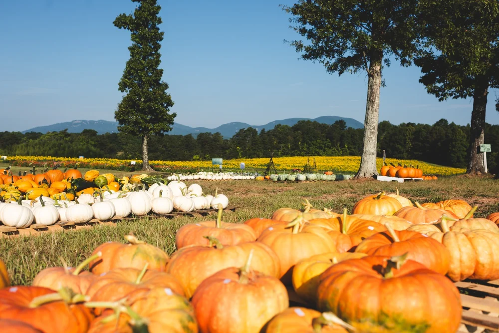 Thompson Family Farms