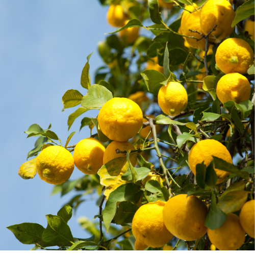 The Flavorful Kitchen - Where Food is Love