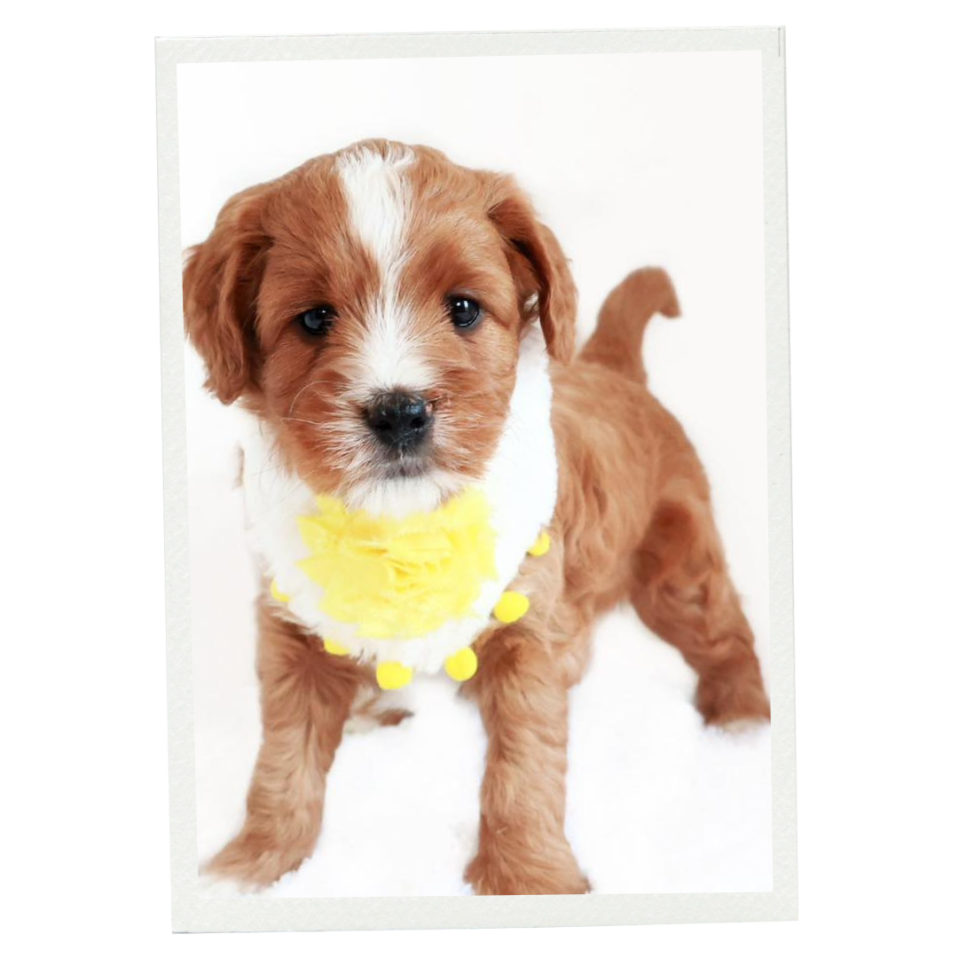 FAQ — DoodleDee Goldendoodles & More