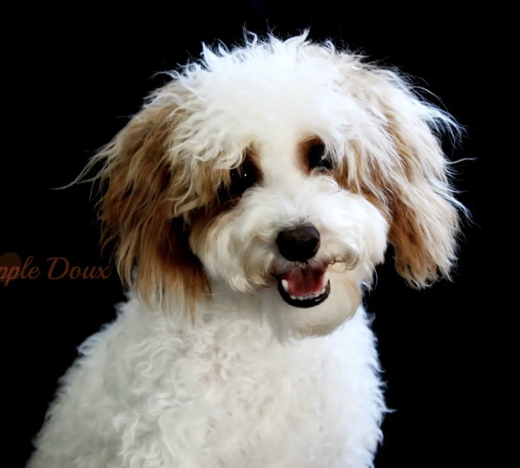 OUR STUDS — DoodleDee Goldendoodles & More