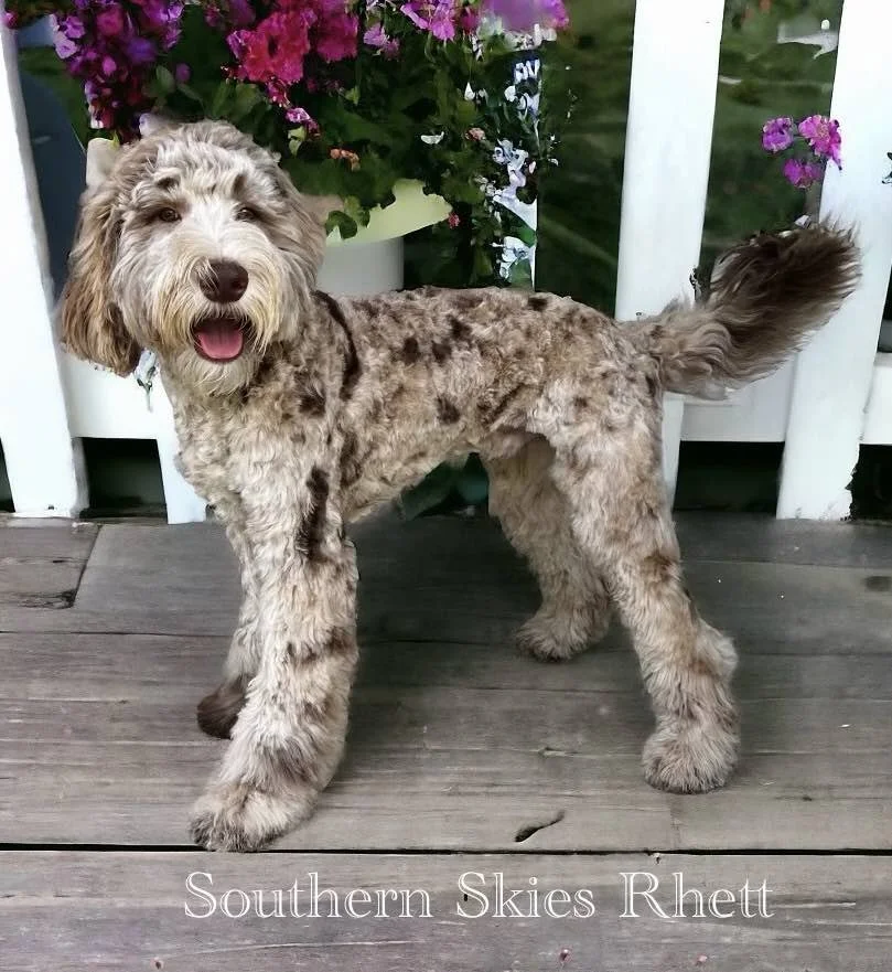 GOLDENDOODLES MINI — DoodleDee Goldendoodles & More