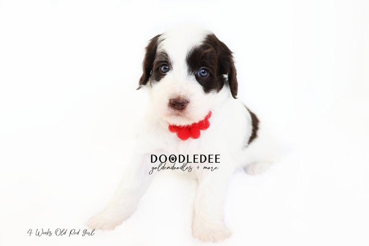 GOLDENDOODLES MINI — DoodleDee Goldendoodles & More