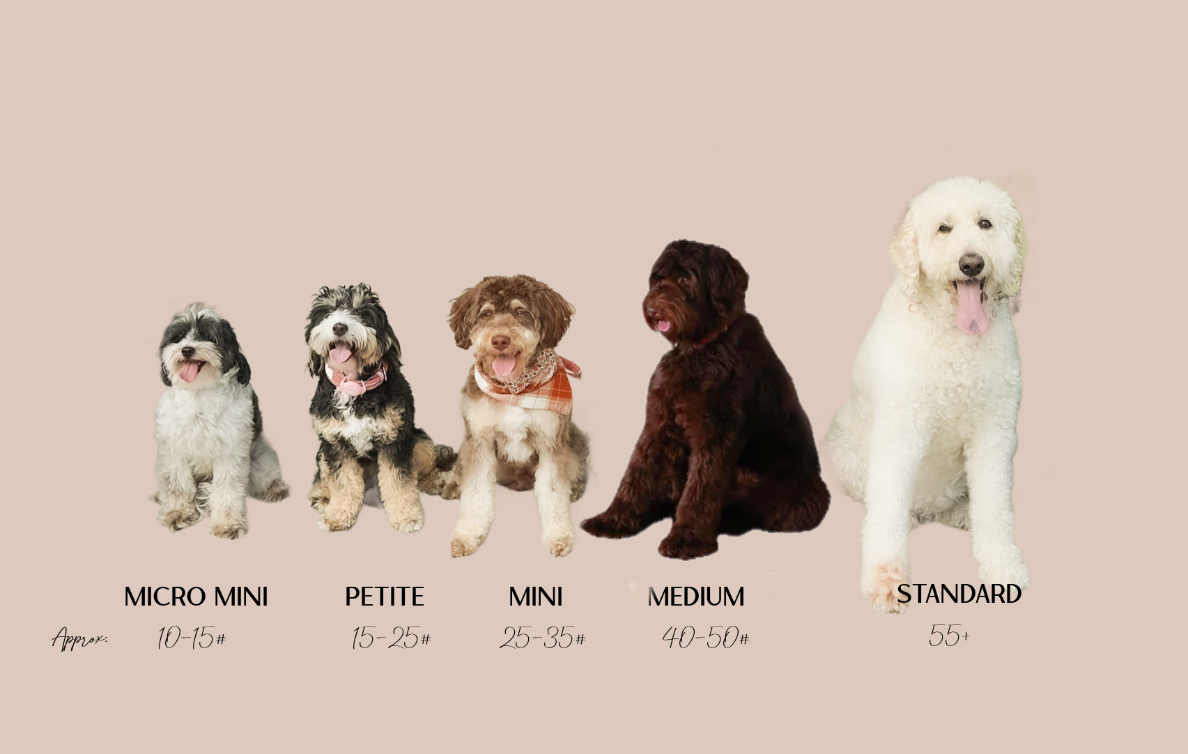 PRICING & SIZING — DoodleDee Goldendoodles & More