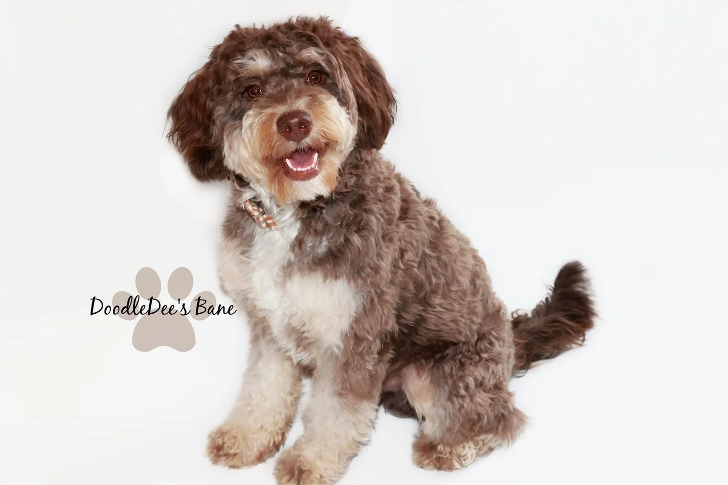 GOLDENDOODLES MICRO AND PETITE — DoodleDee Goldendoodles & More
