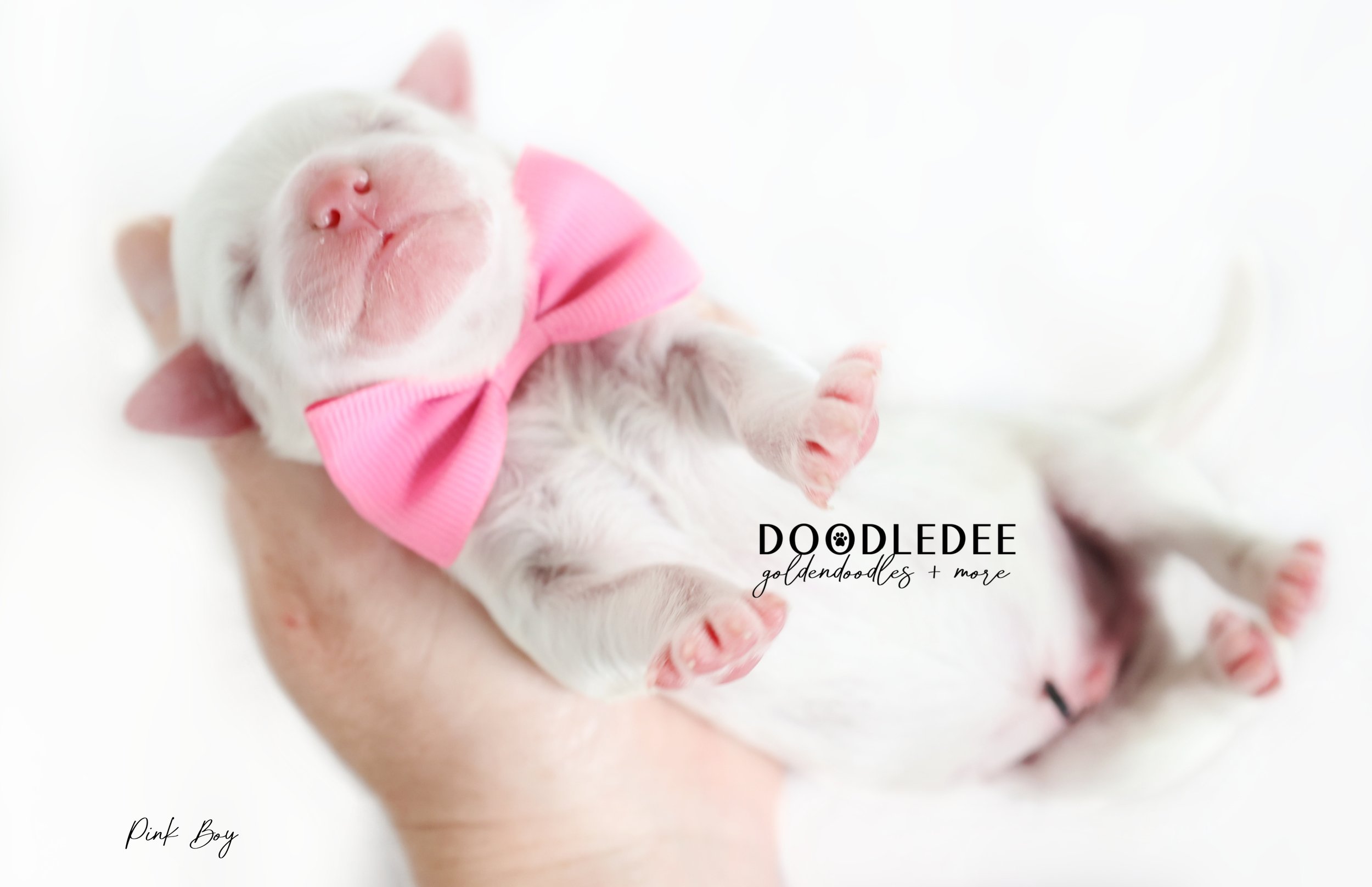 GOLDENDOODLES MINI — DoodleDee Goldendoodles & More