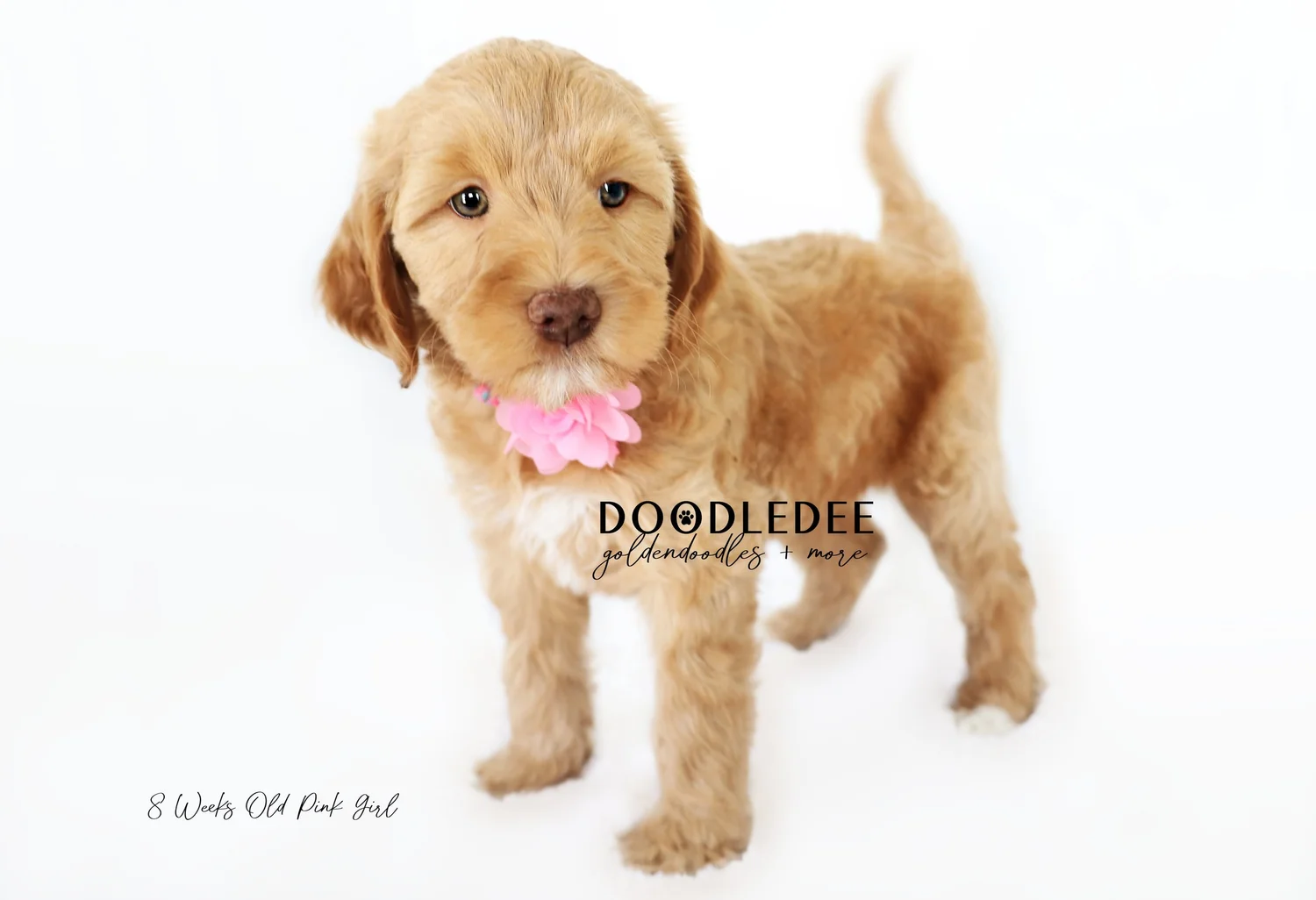 GOLDENDOODLES MICRO AND PETITE — DoodleDee Goldendoodles & More