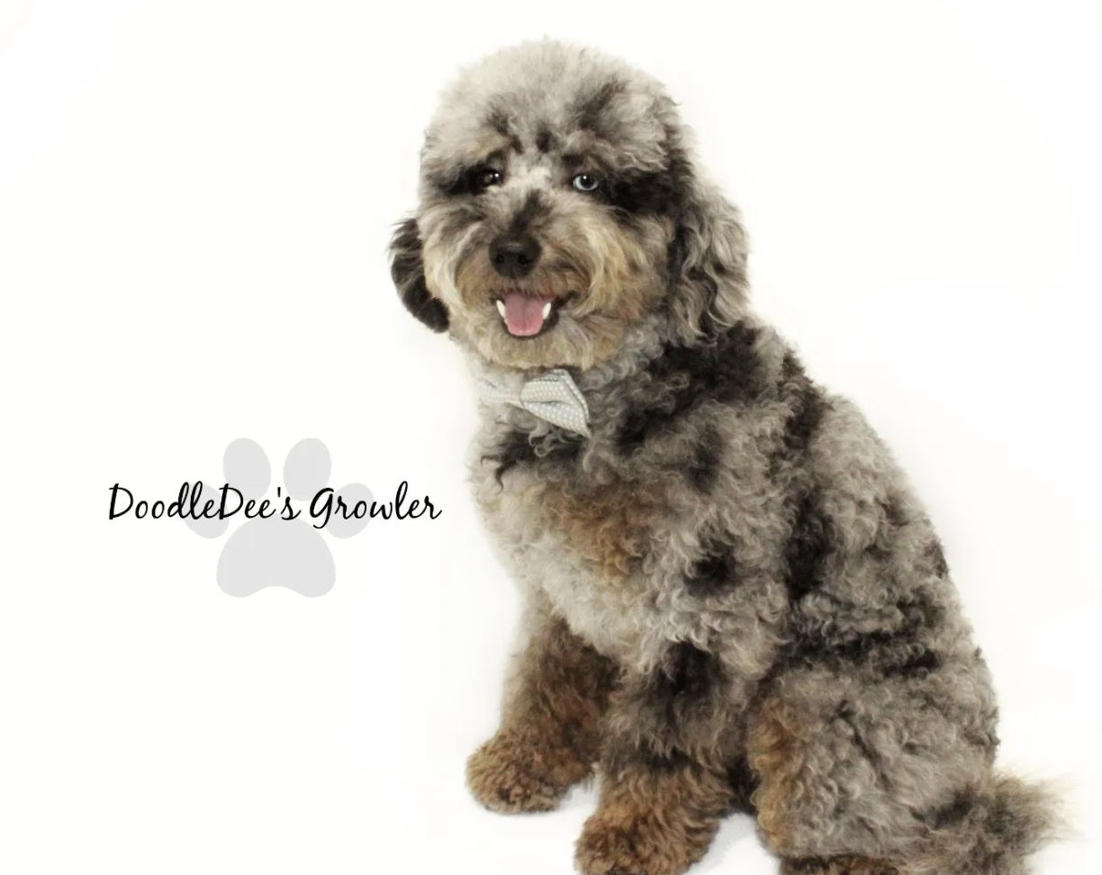 OUR STUDS — DoodleDee Goldendoodles & More