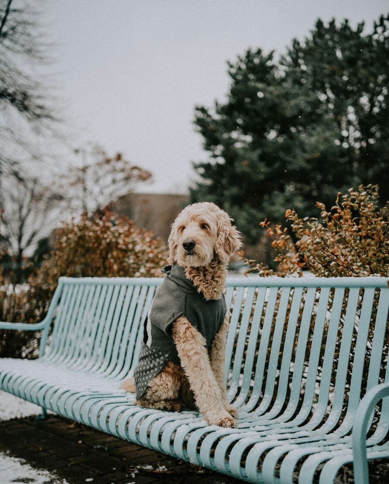 Guardian Program — DoodleDee Goldendoodles & More