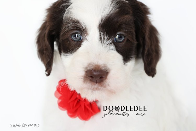 GOLDENDOODLES MINI — DoodleDee Goldendoodles & More