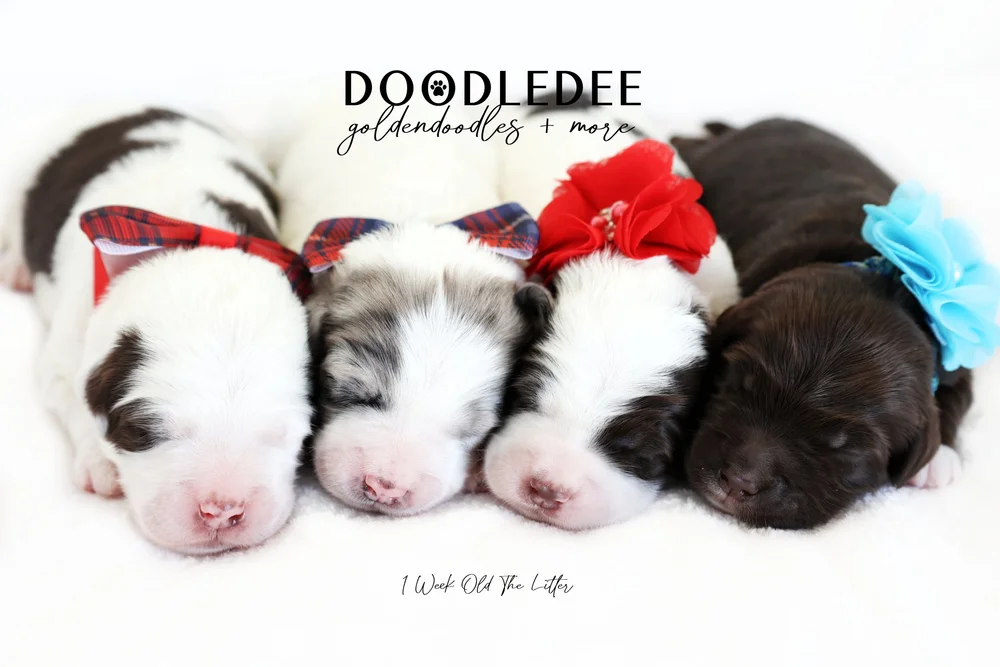 GOLDENDOODLES MINI — DoodleDee Goldendoodles & More