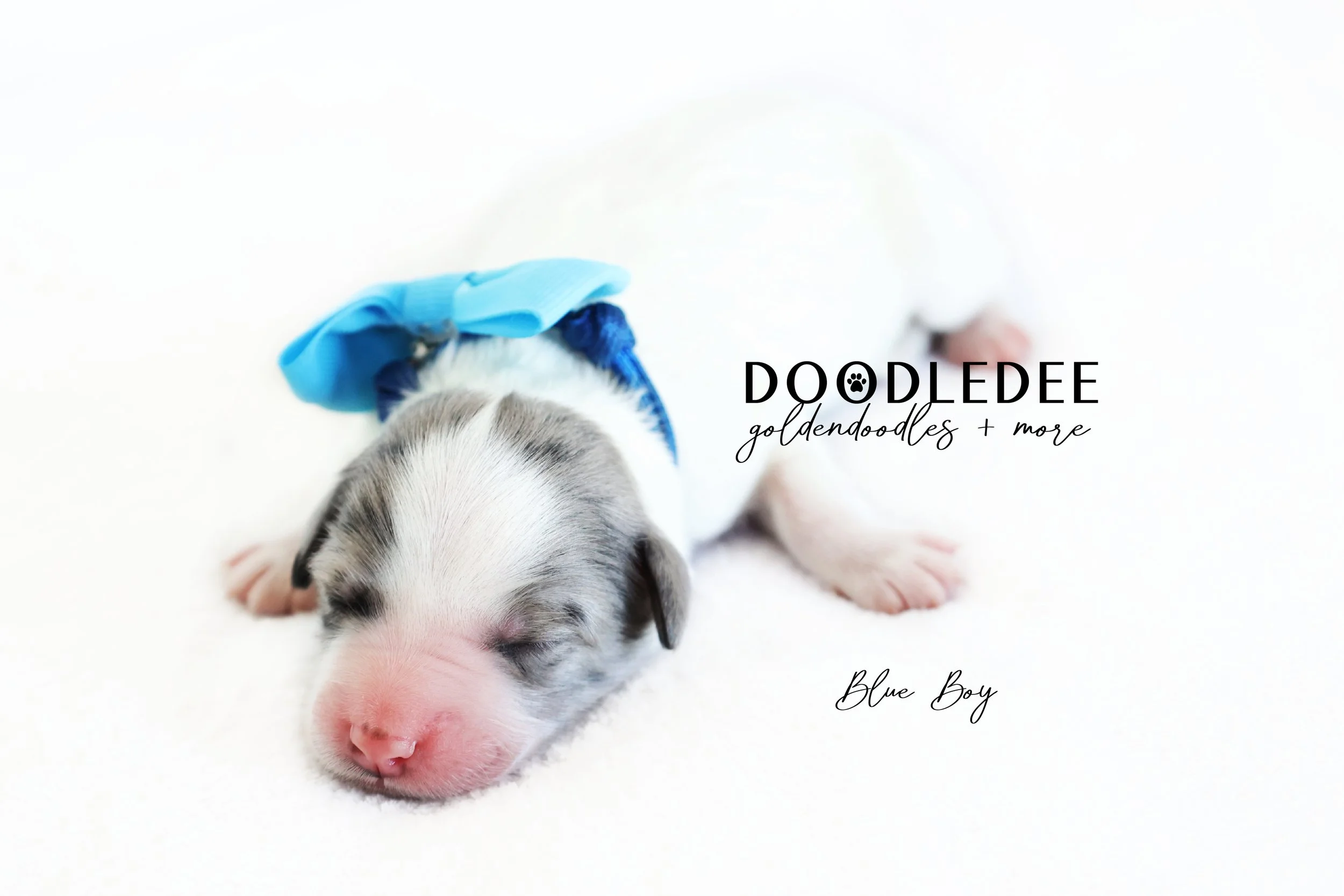 GOLDENDOODLES MINI — DoodleDee Goldendoodles & More