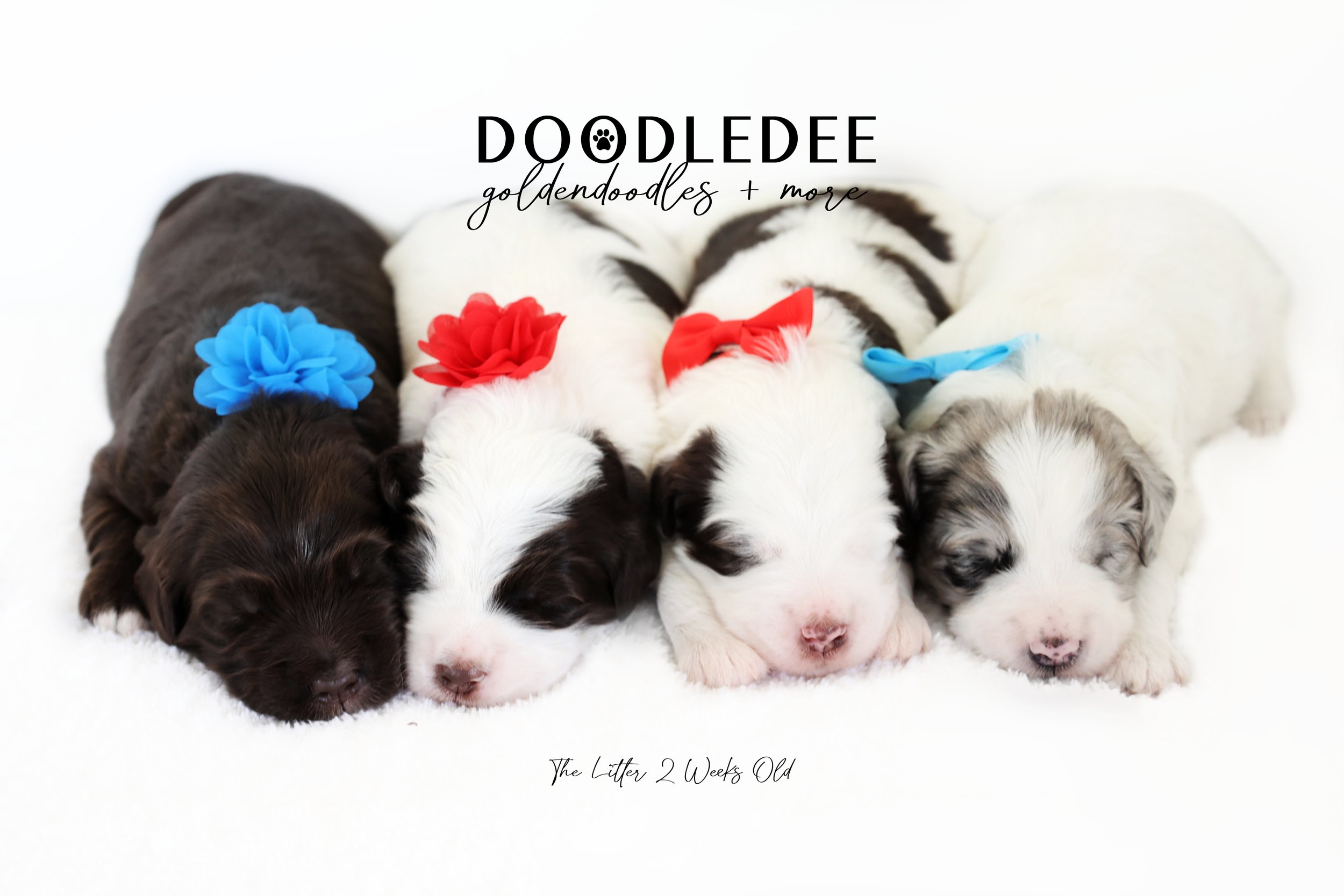 GOLDENDOODLES MINI — DoodleDee Goldendoodles & More