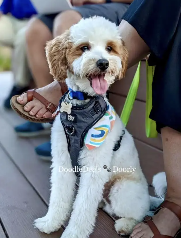 OUR STUDS — DoodleDee Goldendoodles & More