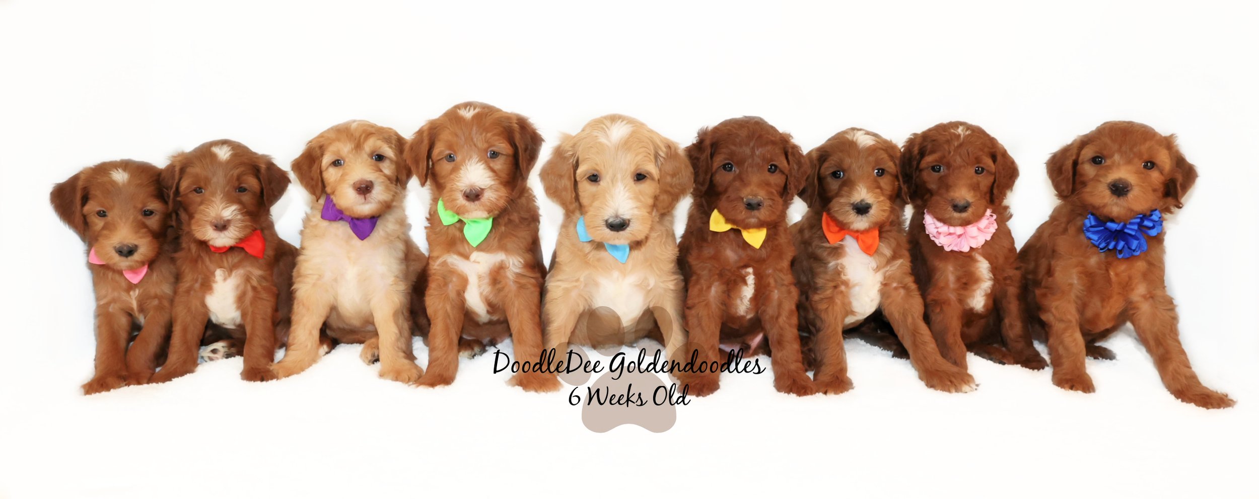 GOLDENDOODLES MINI — DoodleDee Goldendoodles & More