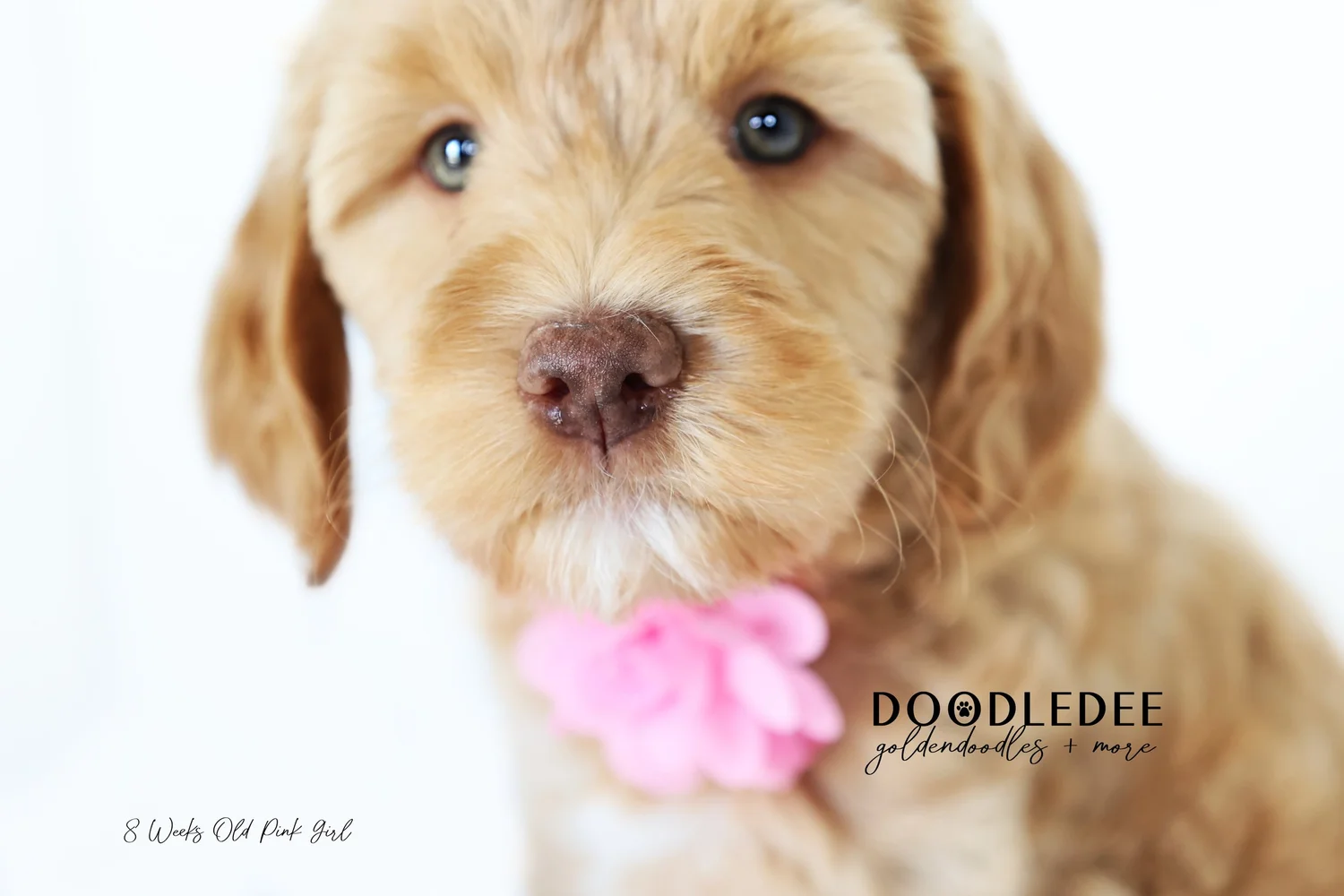 GOLDENDOODLES MICRO AND PETITE — DoodleDee Goldendoodles & More