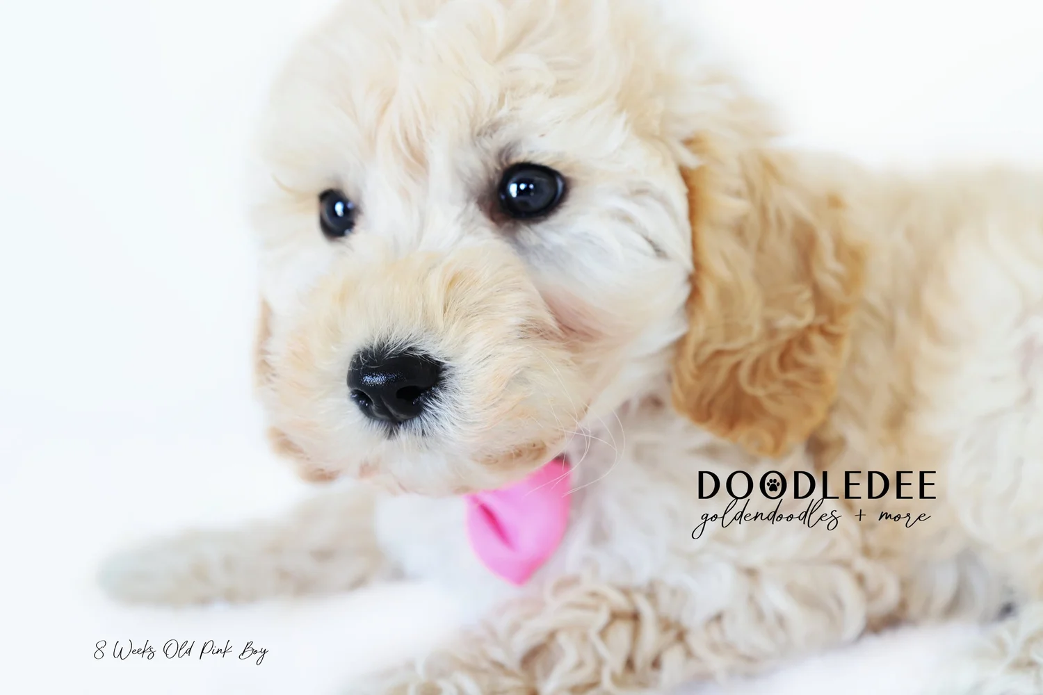 GOLDENDOODLES MICRO AND PETITE — DoodleDee Goldendoodles & More
