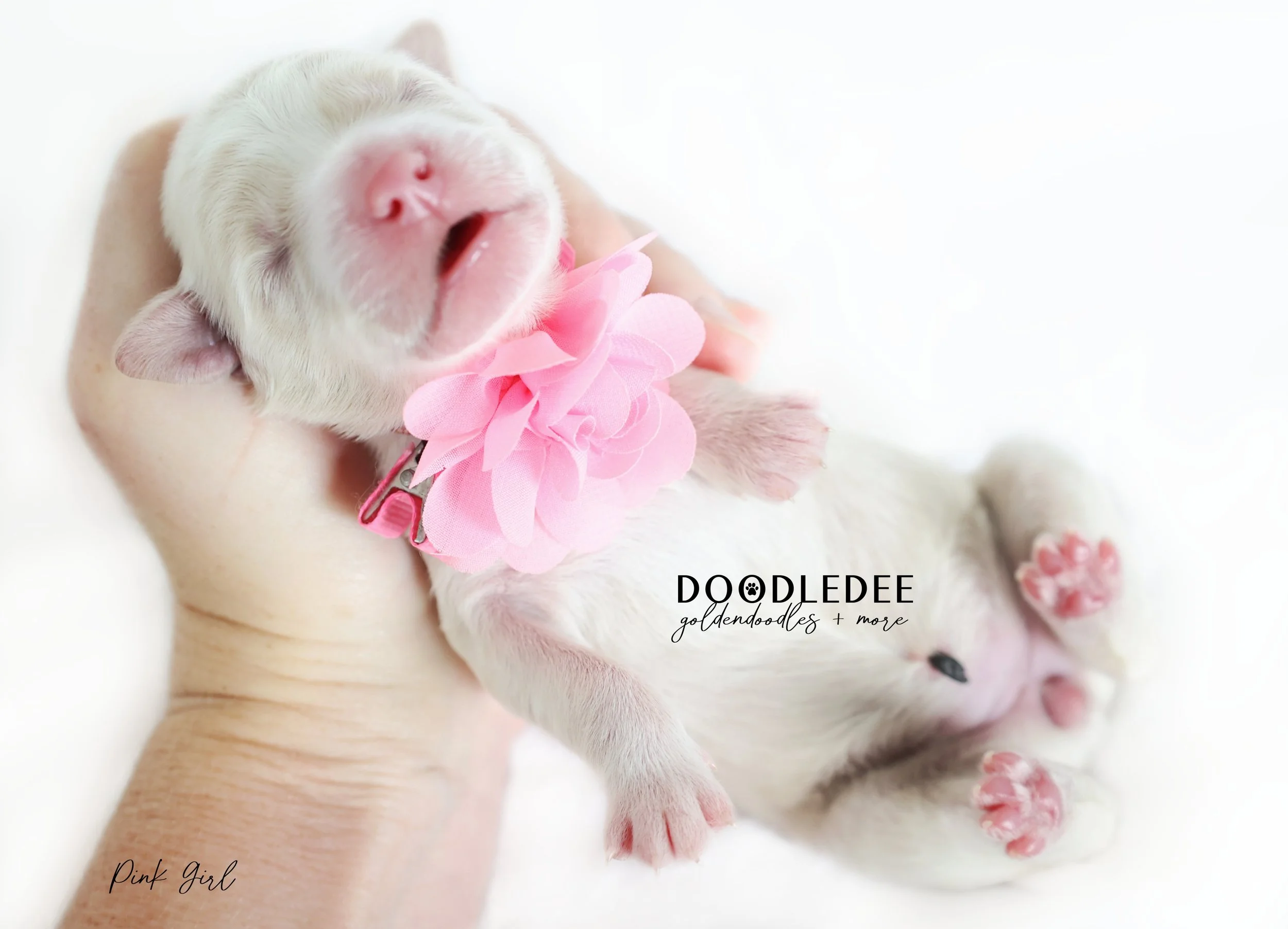 GOLDENDOODLES MINI — DoodleDee Goldendoodles & More