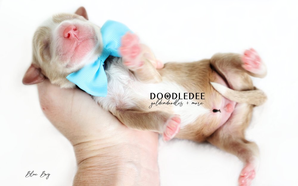 GOLDENDOODLES MINI — DoodleDee Goldendoodles & More