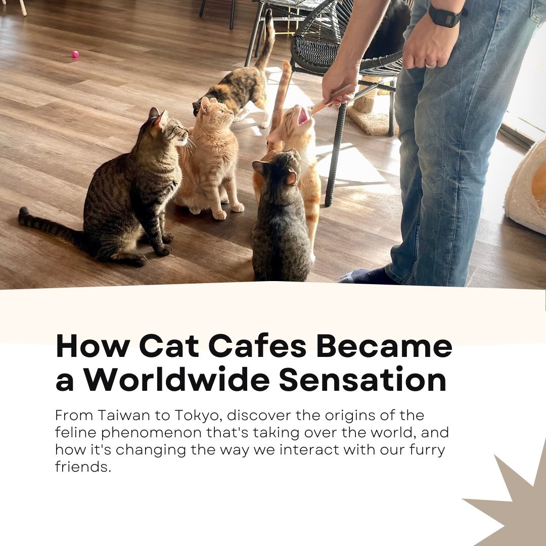 Frisky Business Palm Springs Cat Cafe