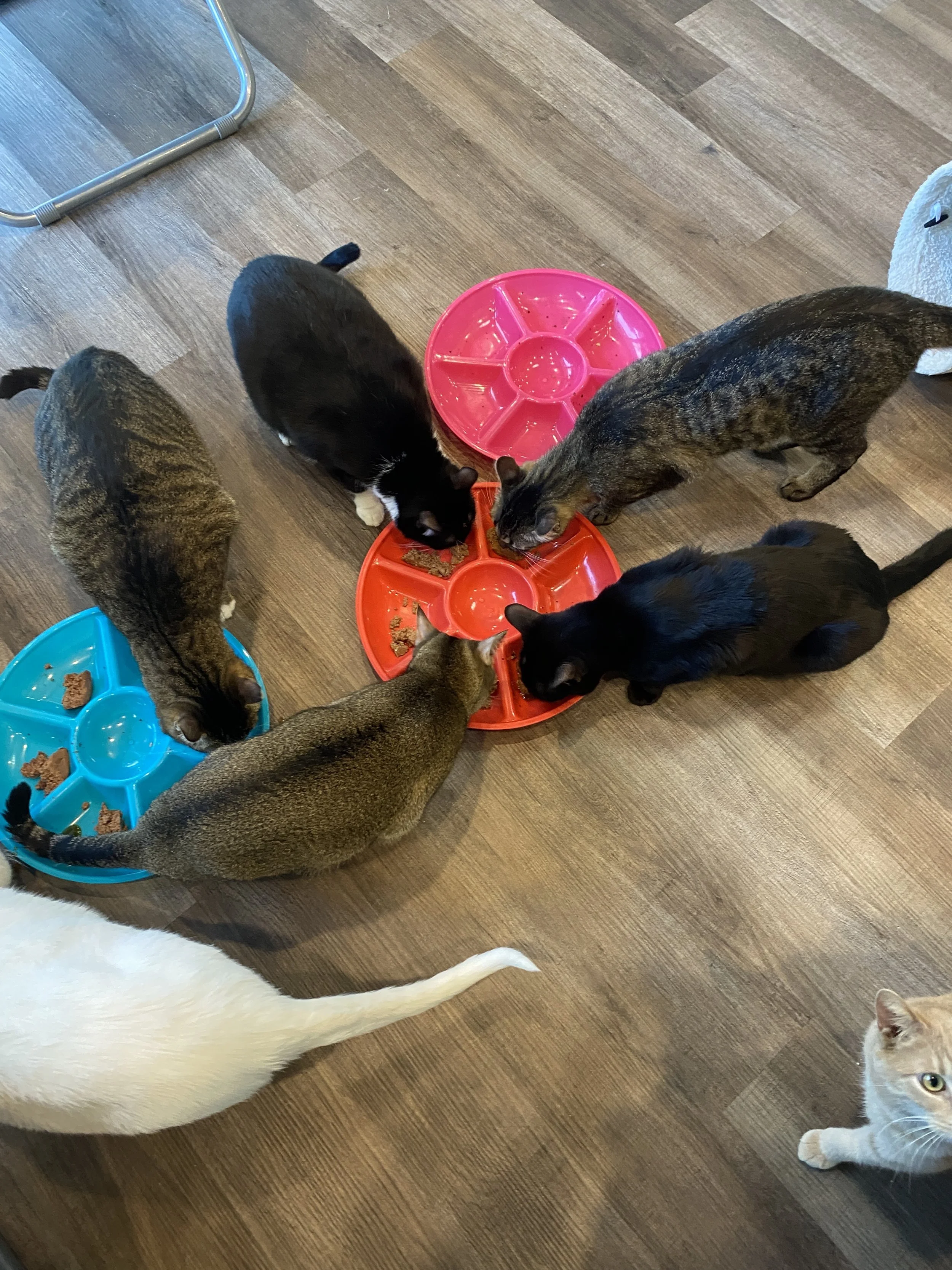 Frisky Business Cat Cafe & Coffee Shop | Palm Springs