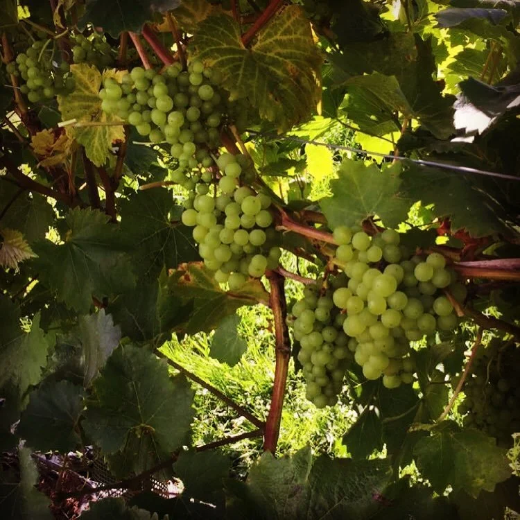 Vineyard — Scaddows Farm & Vineyard