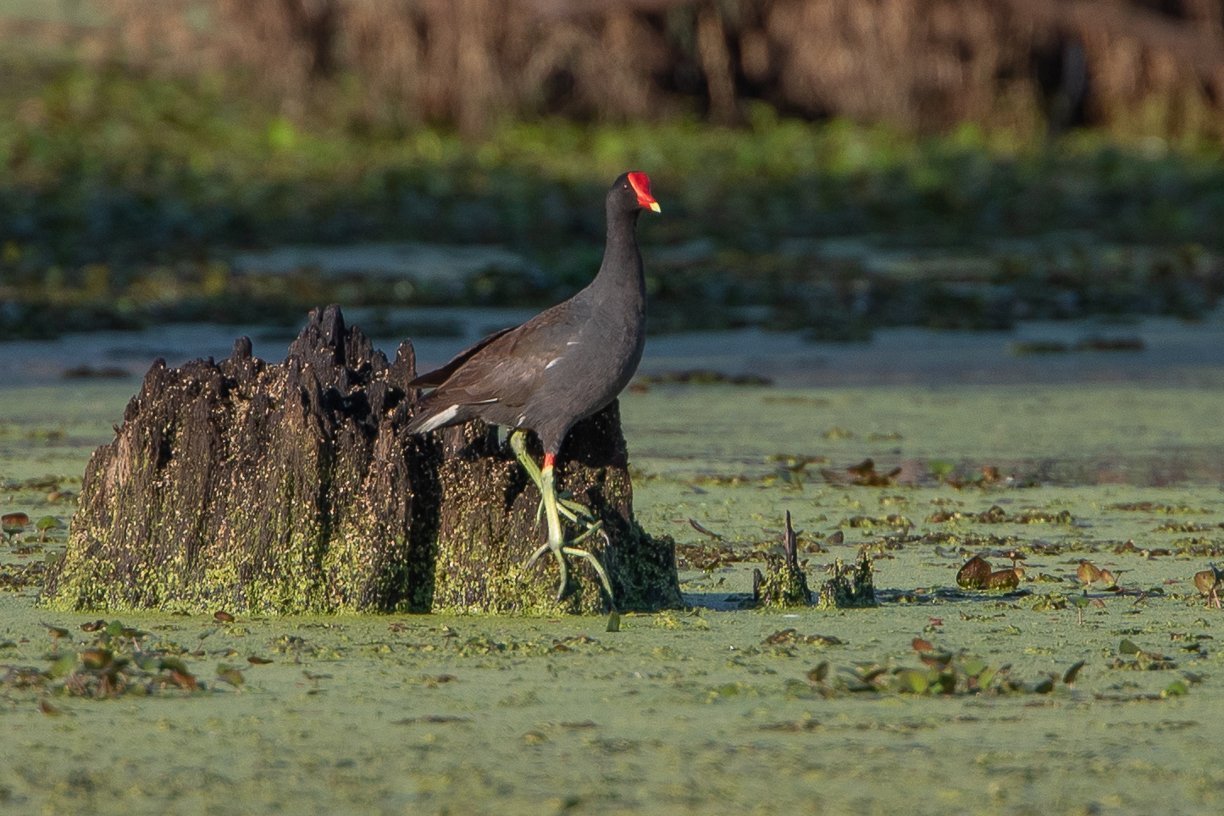 Friends of Red River National Wildlife Refuge