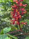 Native Blooms — Friends of Red River National Wildlife Refuge