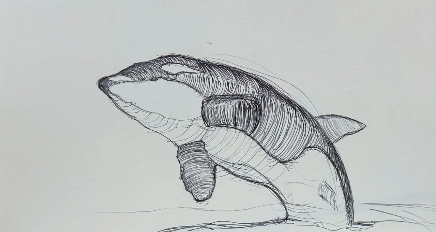 Cross Contour Drawing - The Definitive Guide (2024) — How To Practice ...