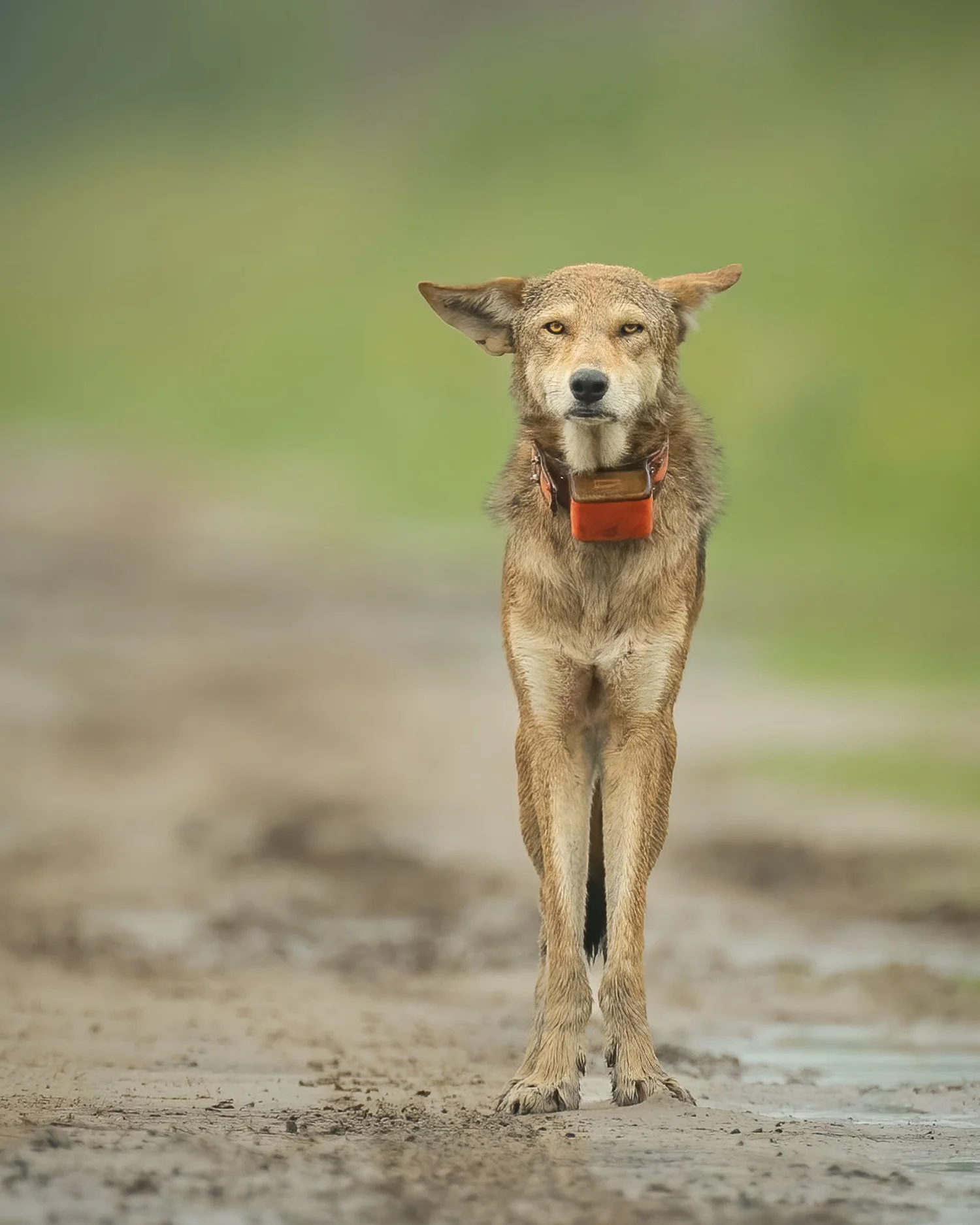 Dedication — North Carolina Wildlife Corridor