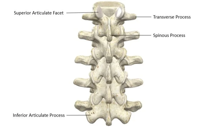 Upper Back Bliss: DIY Self-Mobilization for Your Thoracic Spine ...