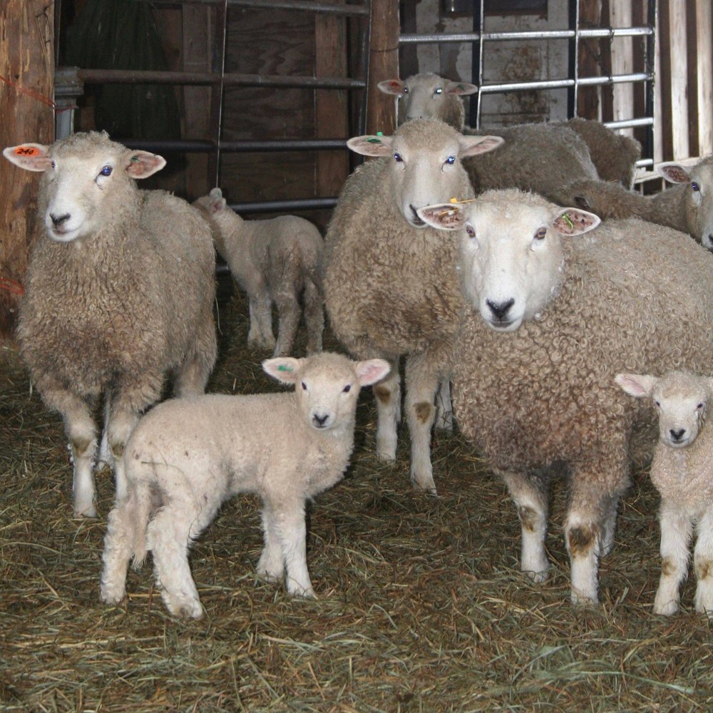 Coopworth Sheep — Malik Family Farm