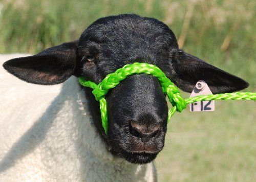 Effective Lamb Raising: A Comprehensive Guide for Fairs | Chavez Club Lambs