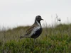 Stop Calderdale Wind Farm - Save Walshaw Moor