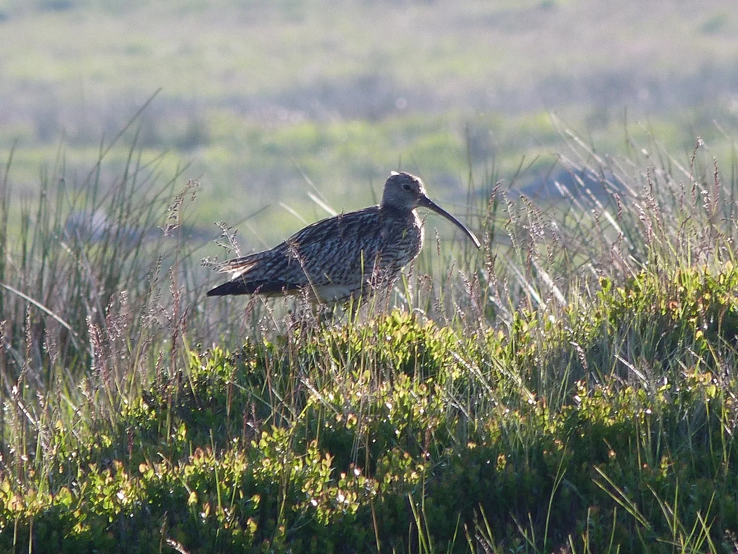 Stop Calderdale Wind Farm - Save Walshaw Moor