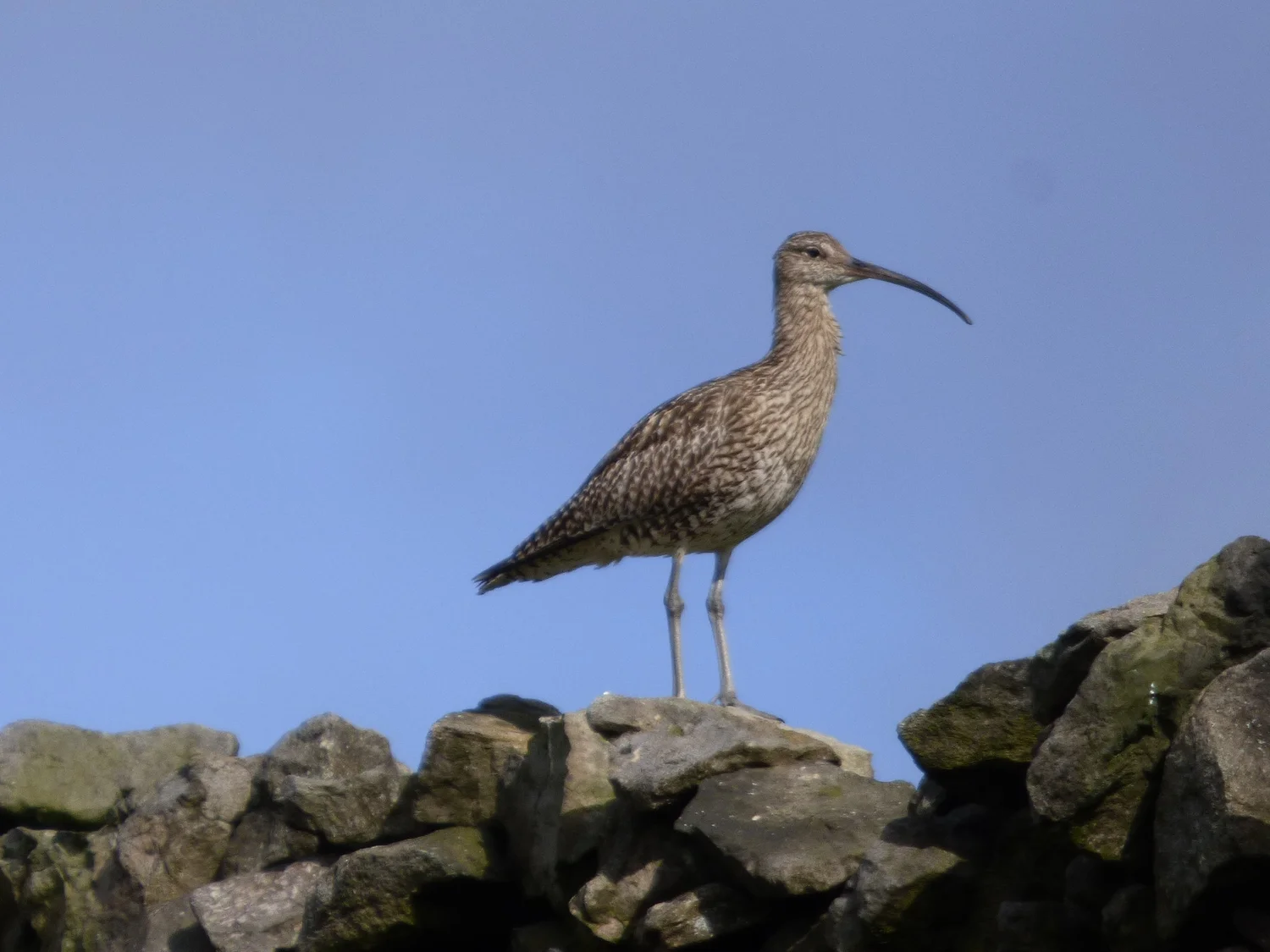 Stop Calderdale Wind Farm - Save Walshaw Moor