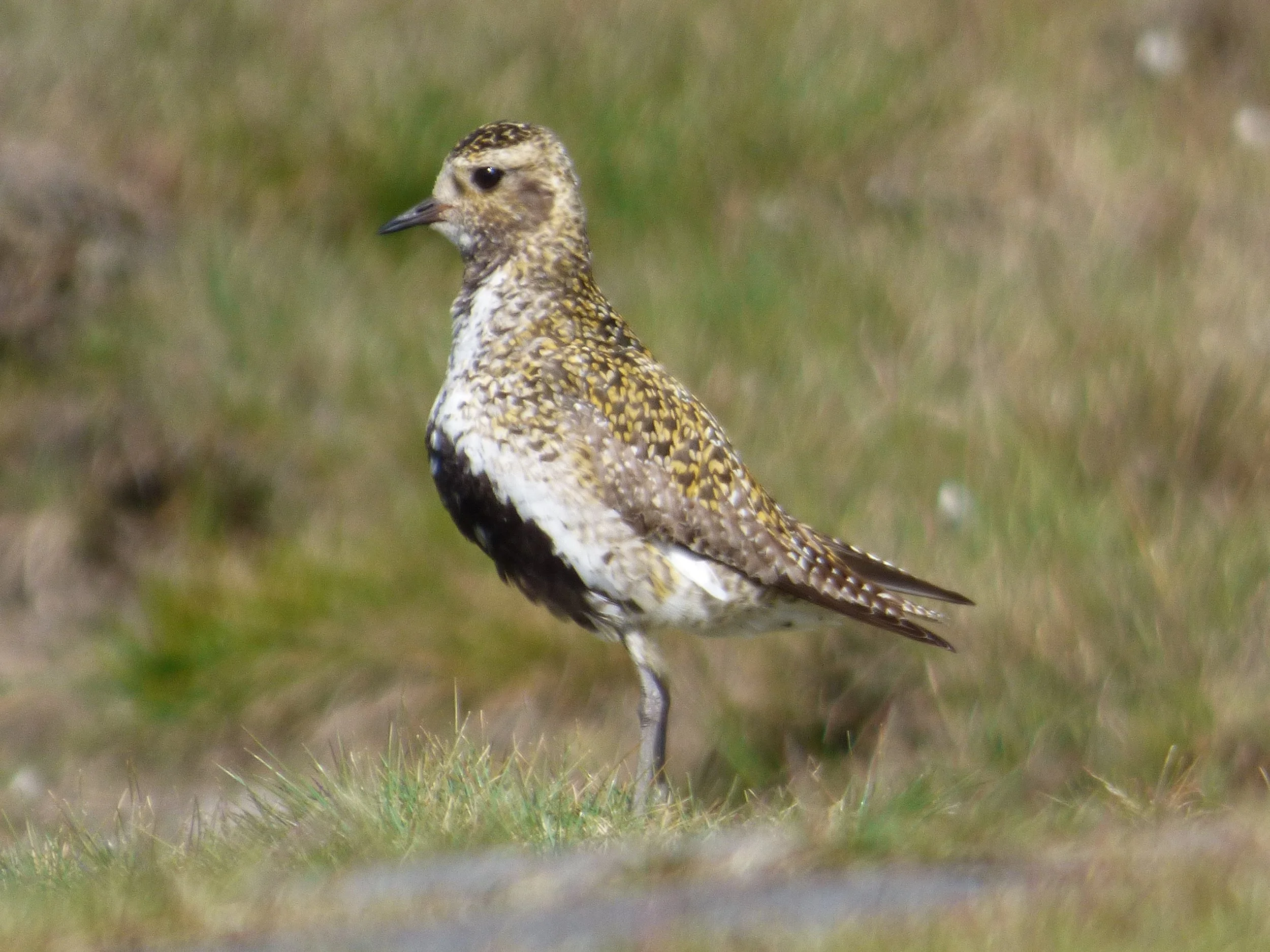 Stop Calderdale Wind Farm - Save Walshaw Moor