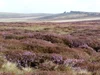 Stop Calderdale Wind Farm - Save Walshaw Moor