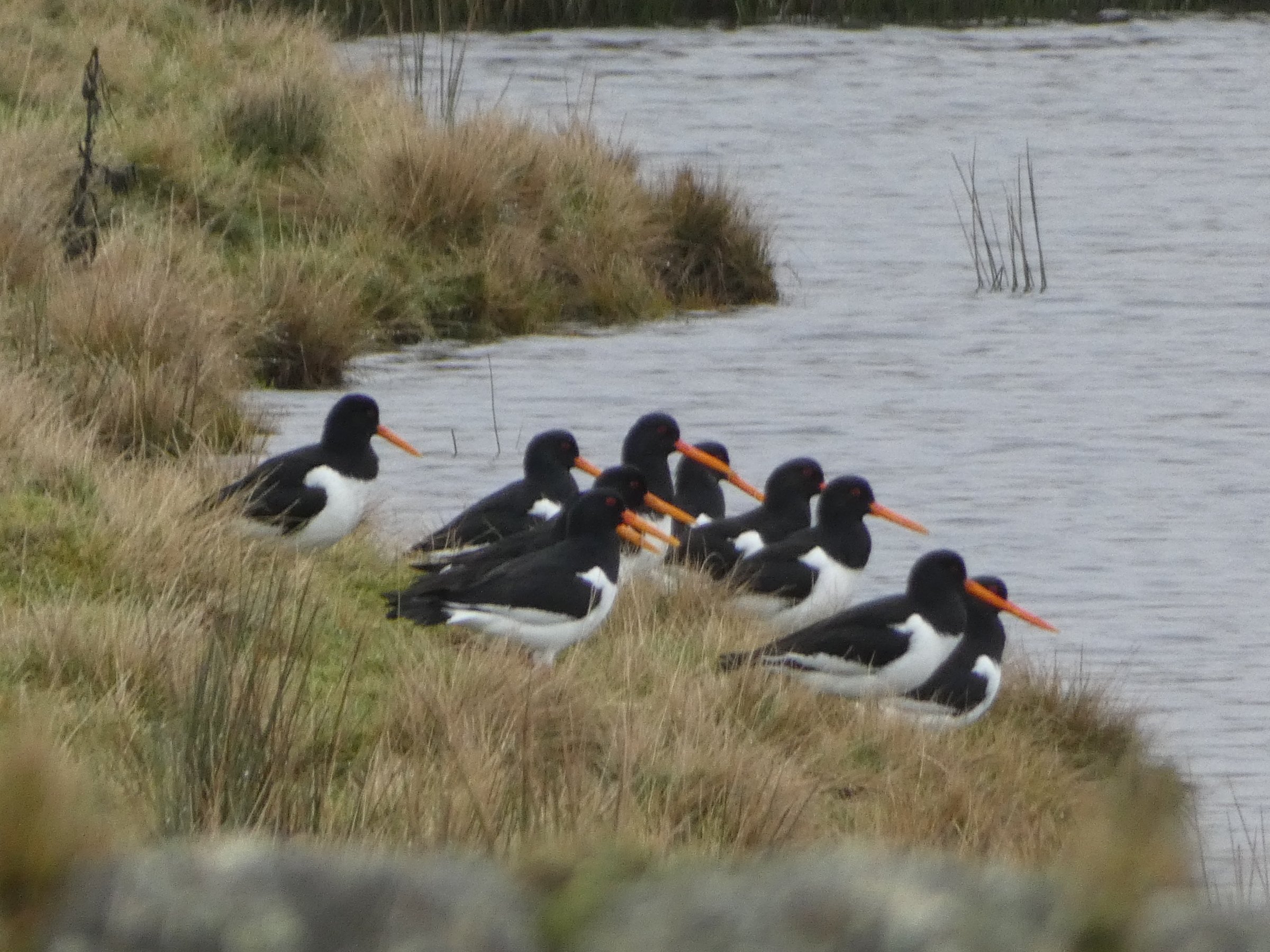 Stop Calderdale Wind Farm - Save Walshaw Moor