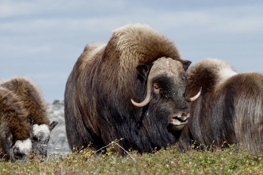 MUSK OX PHOTO TOUR! — Beyond the Wild