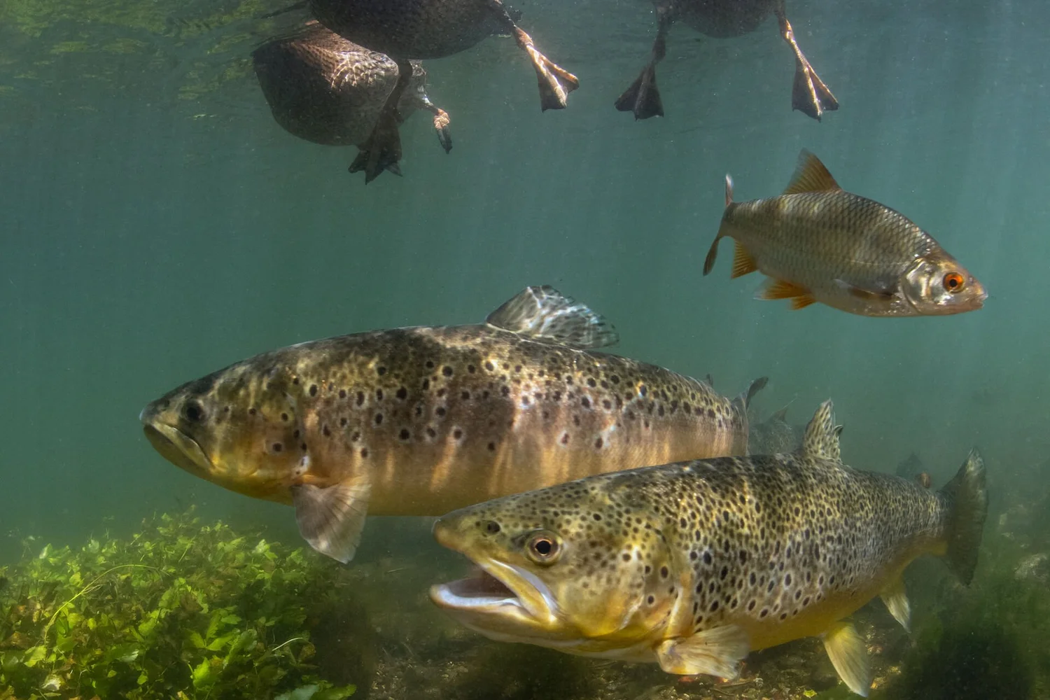 Fish & Habitat Surveys — West Cumbria Rivers Trust