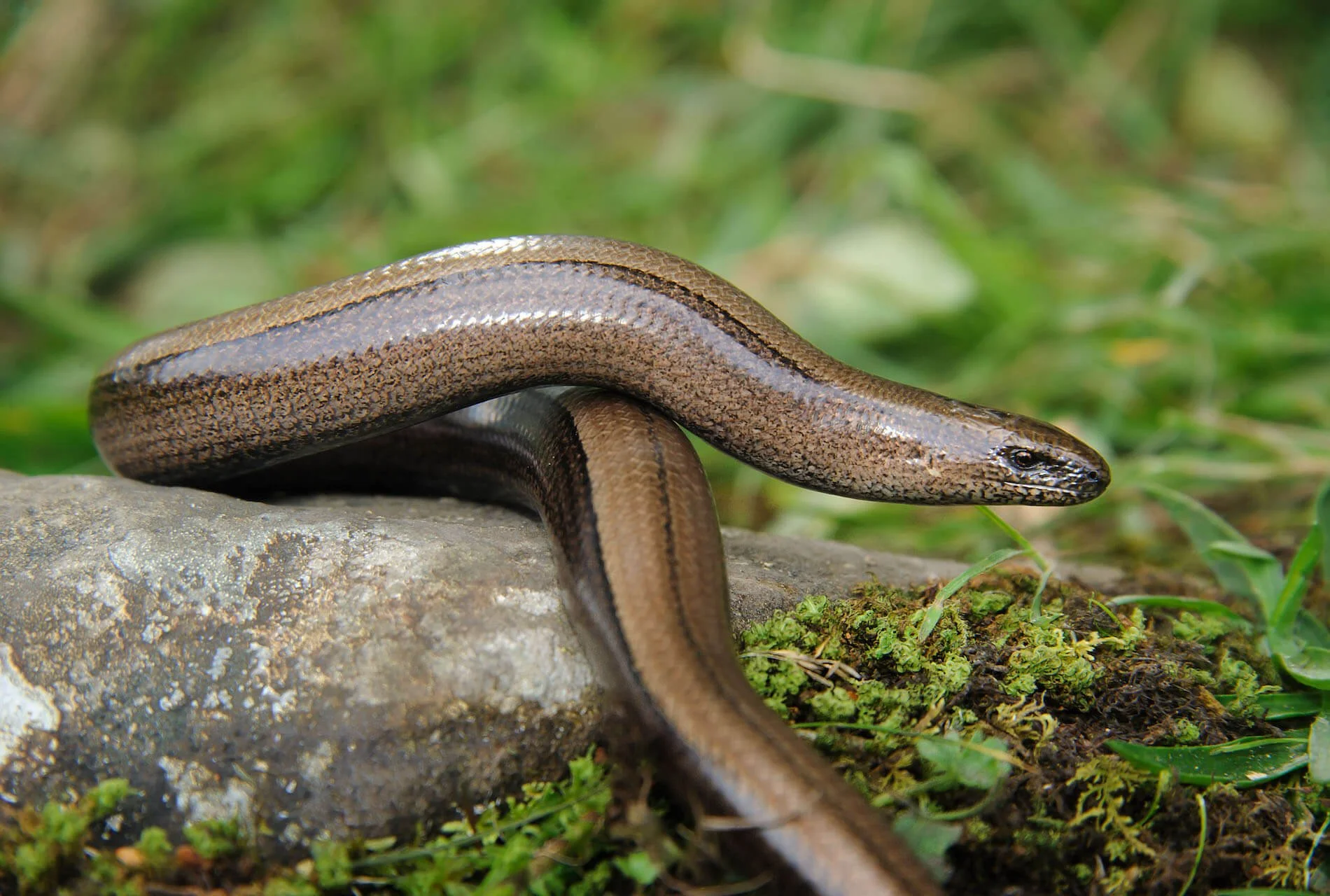 Reptiles — West Cumbria Rivers Trust