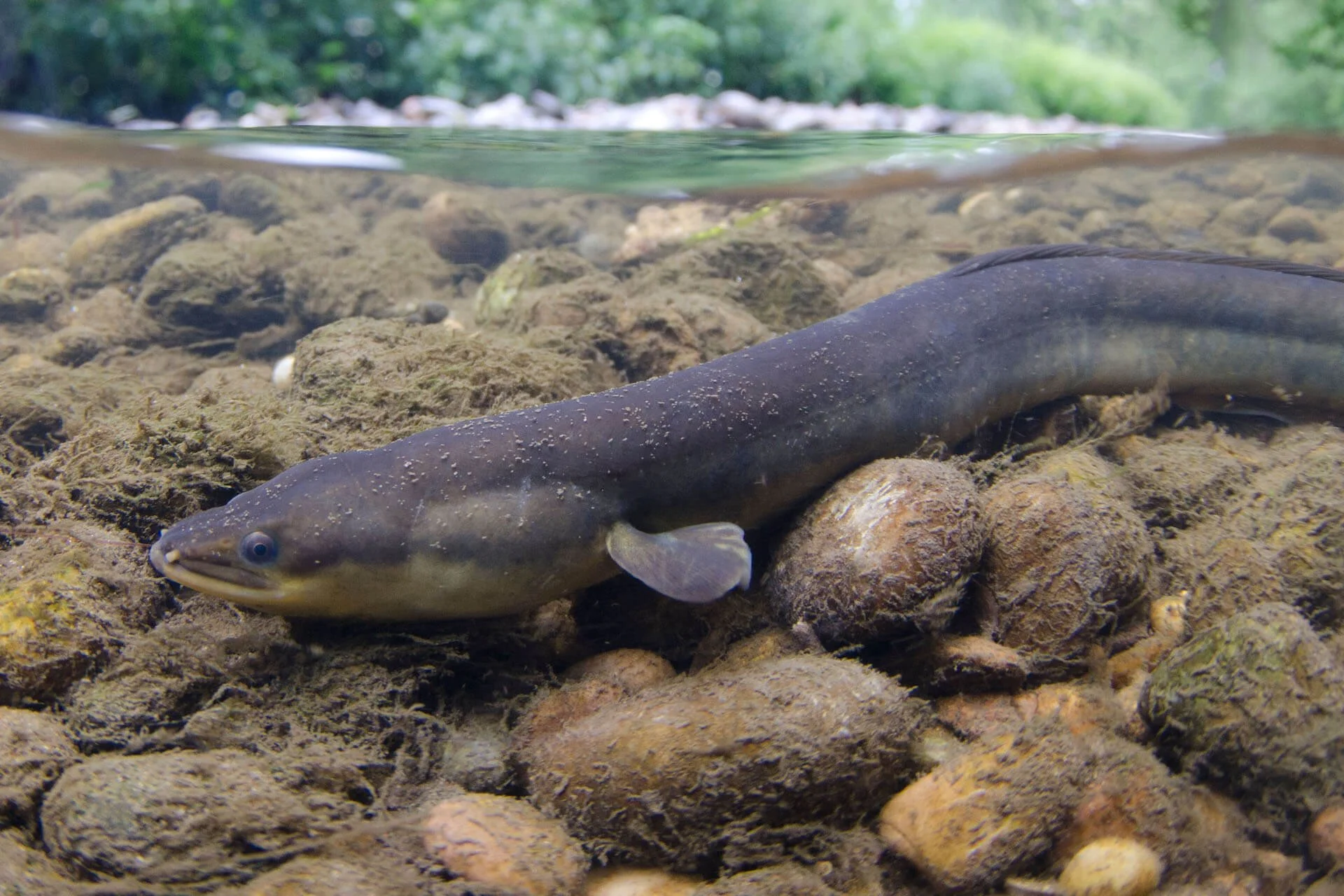 Wildlife — West Cumbria Rivers Trust