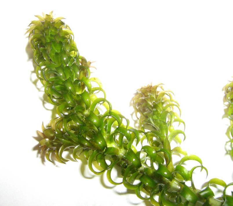 Invasive Non-native Plants — West Cumbria Rivers Trust