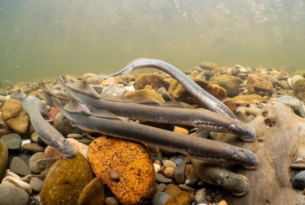 River Lamprey — West Cumbria Rivers Trust